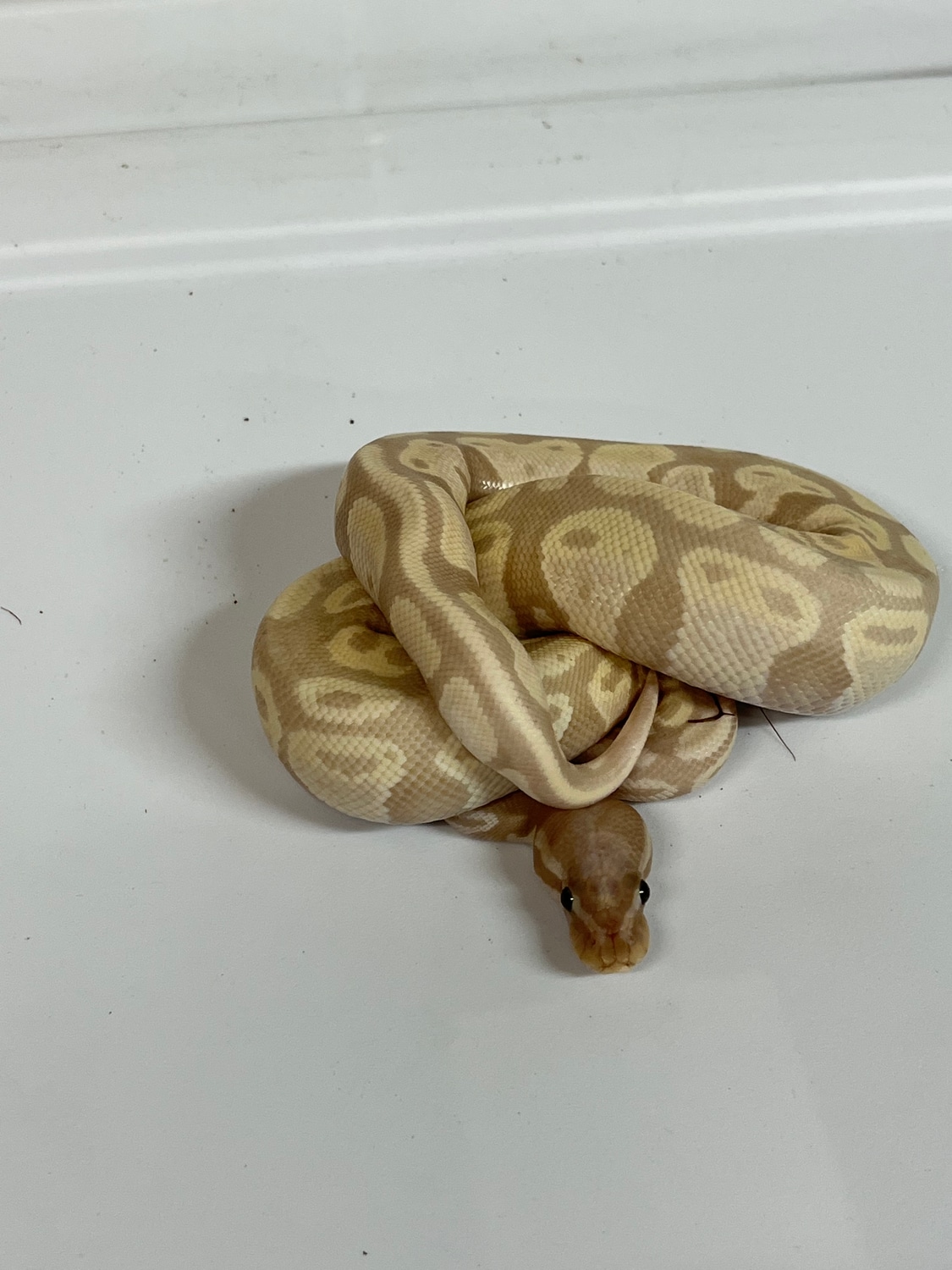 Super Banana Cinnamon Het Pied Ball Python by Chippers Morphs - MorphMarket