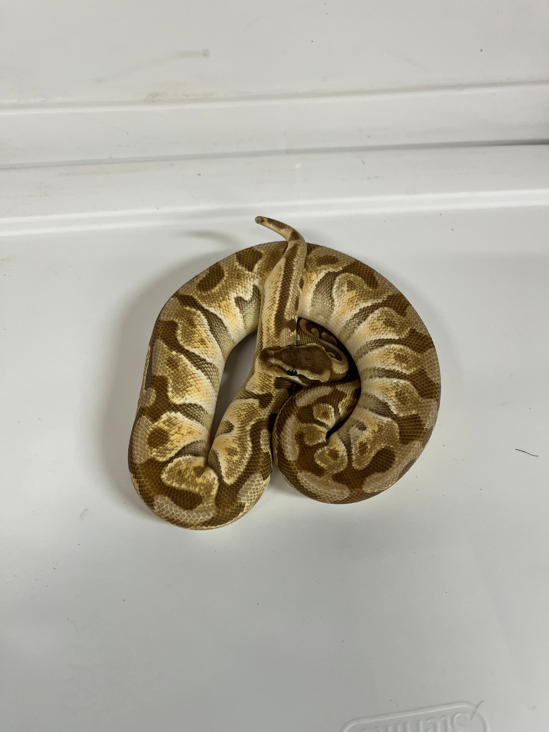 Cinnamon Enchi Lesser Ball Python by Chippers Morphs - MorphMarket