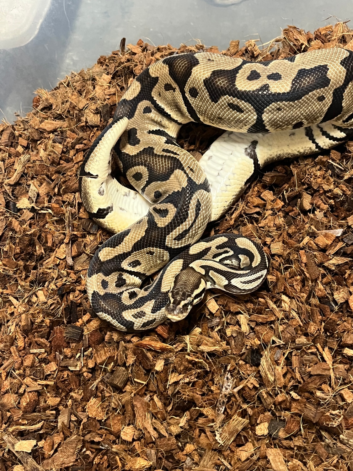 2019 Het Pied Female Ball Python by Chippers Morphs - MorphMarket