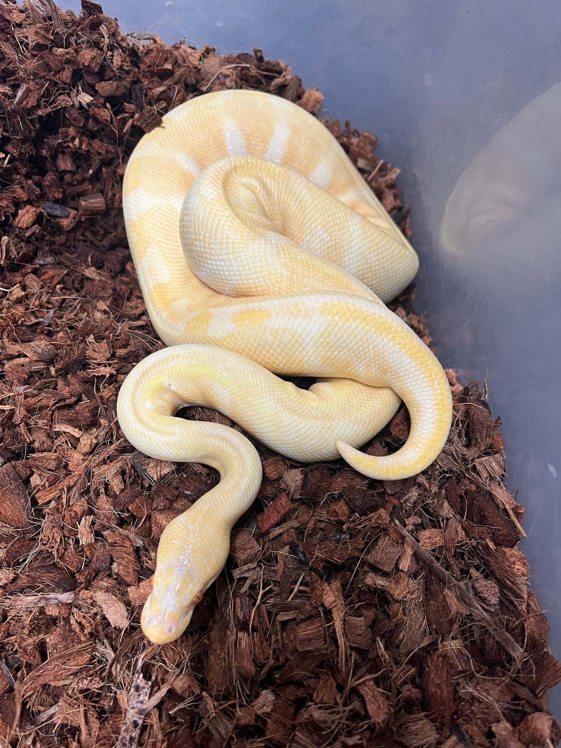 2021 Albino Super Enchi Female Ball Python by Chippers Morphs - MorphMarket