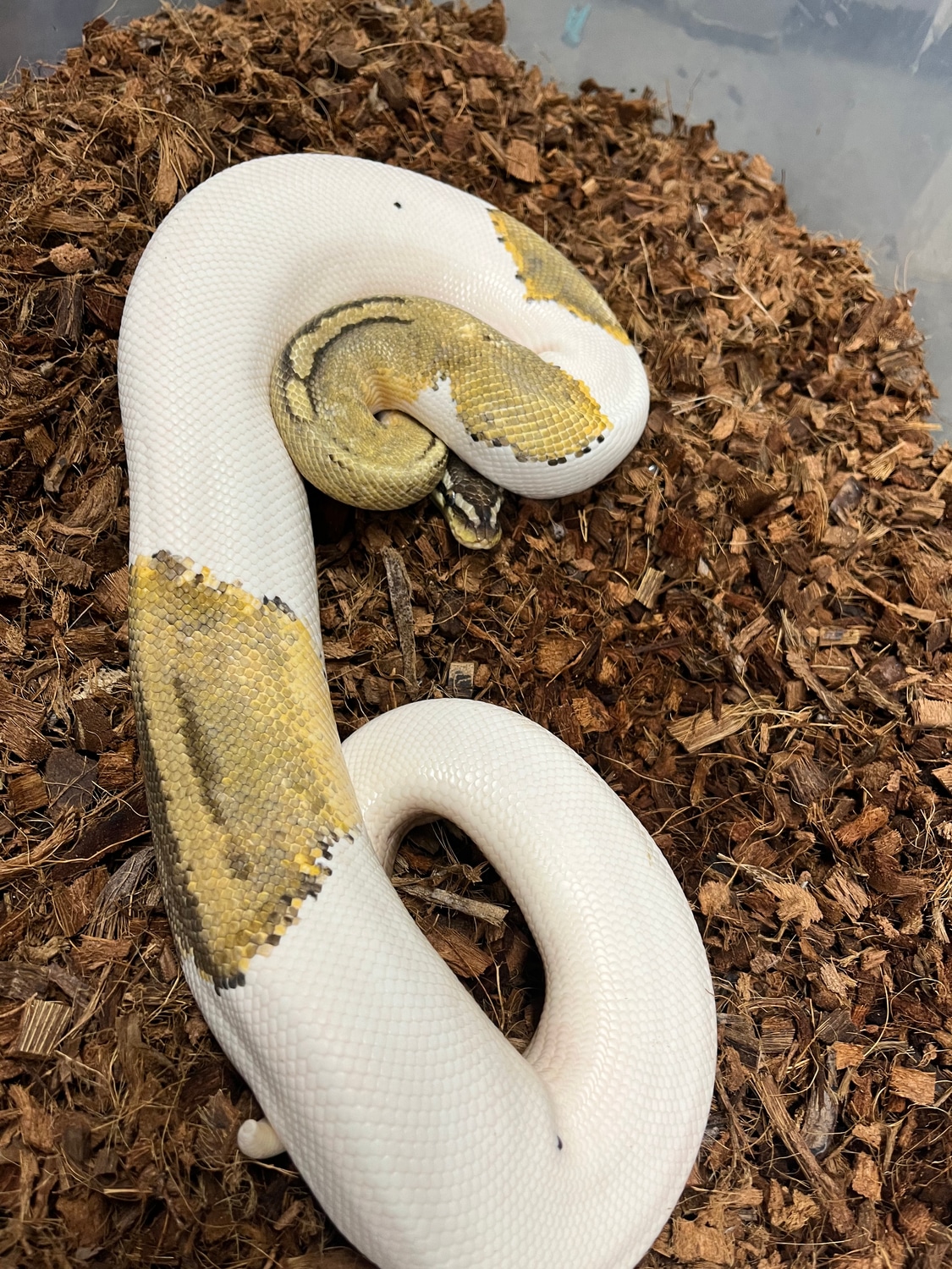 Killer Ghost Pied Male Ball Python by Chippers Morphs - MorphMarket