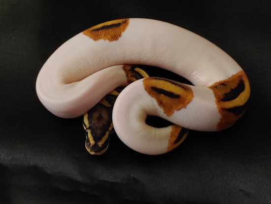 Pied 66% Het G- Stripe Ball Python by Jrgreptiles