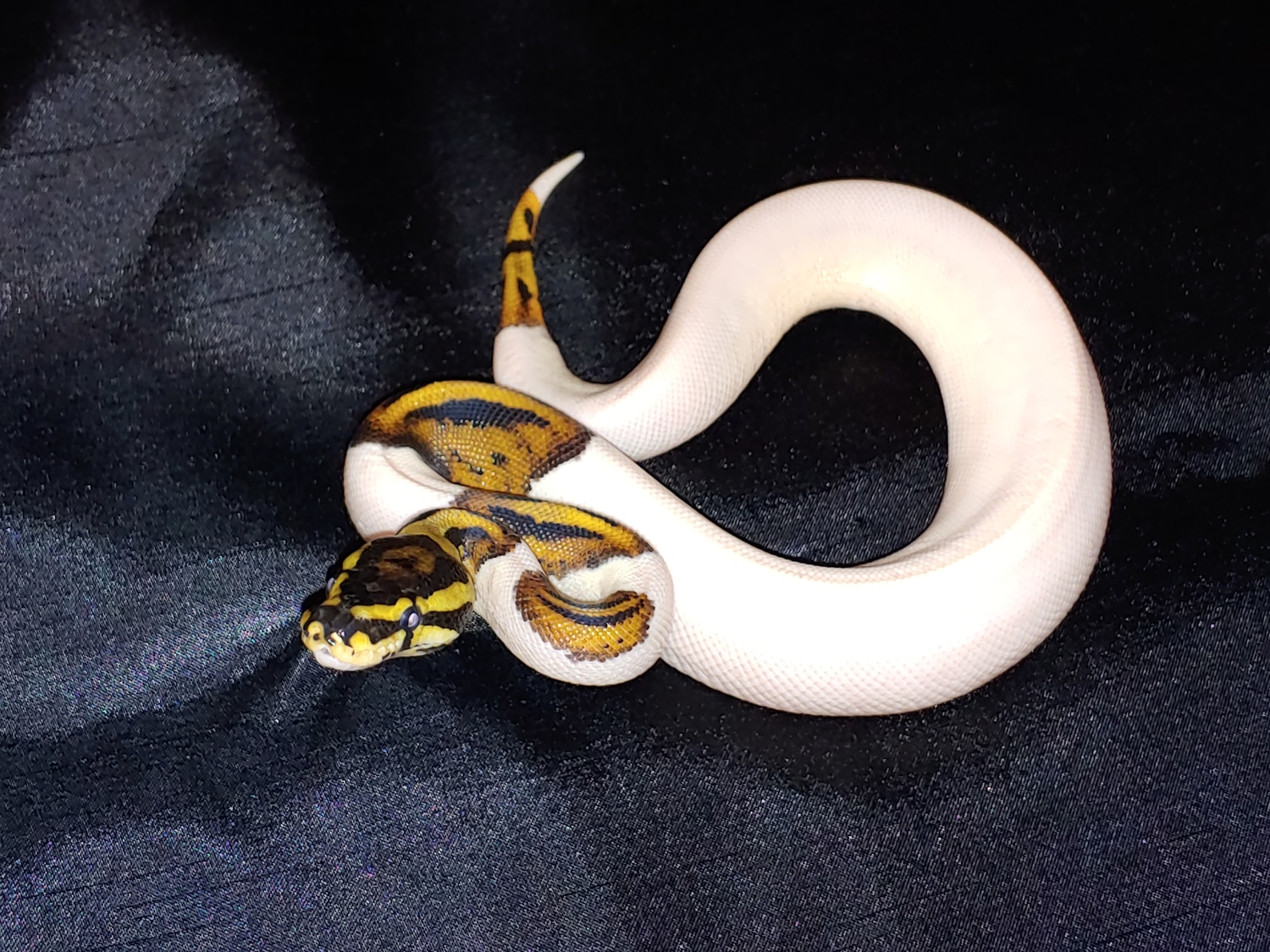 Pied 66% Het G- Stripe Ball Python by Jrgreptiles - MorphMarket