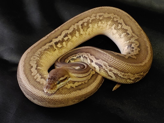 Savannah Leopard Pastel Ball Python by Jrgreptiles