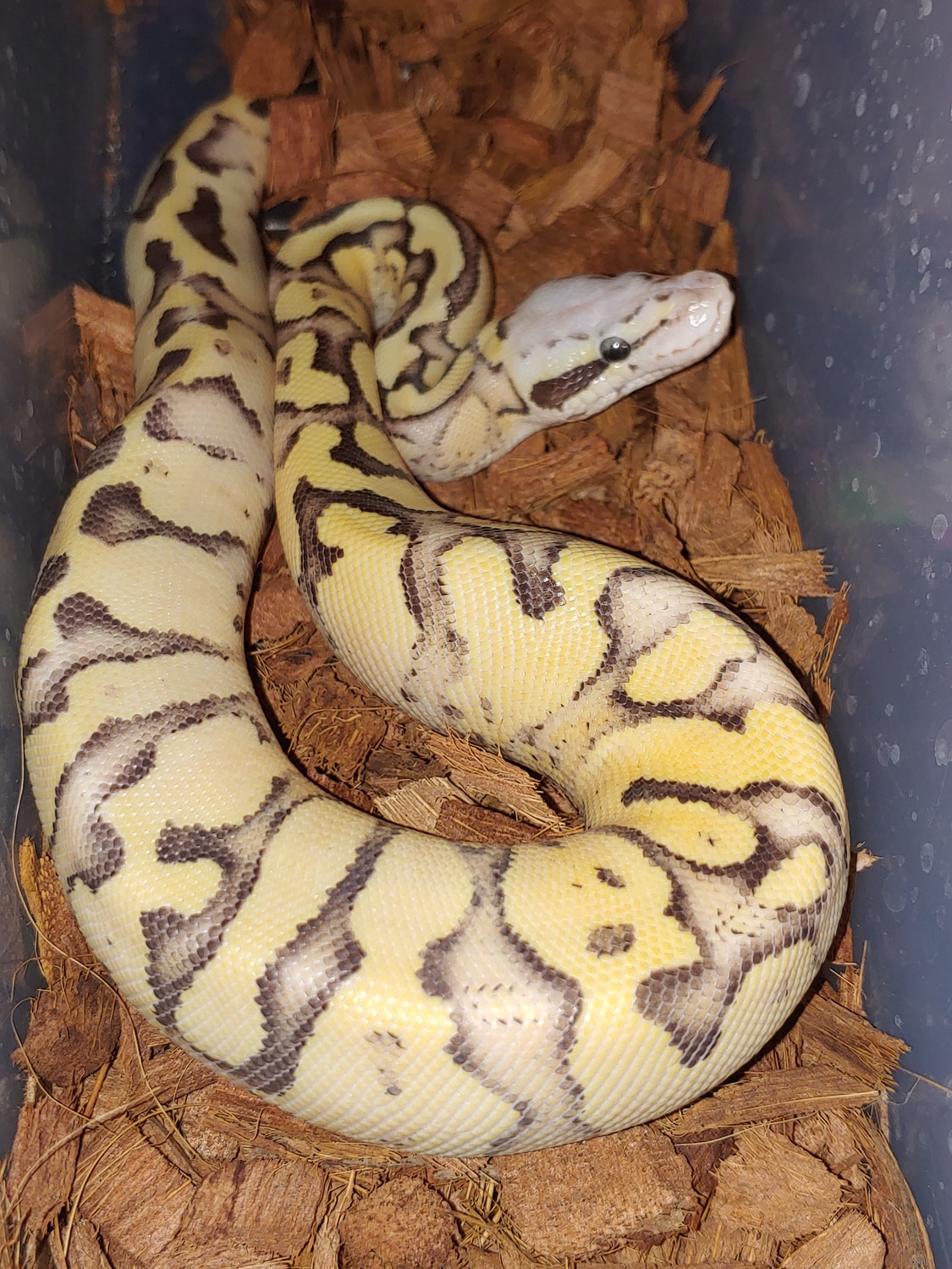 Vanilla Scream Ball Python by Jrgreptiles - MorphMarket