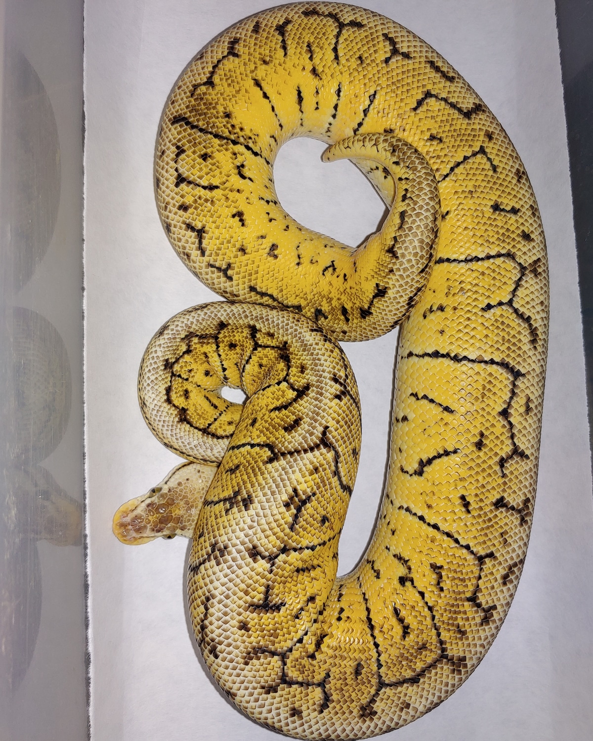 Pinstripe Super Pastel Spotnose Ball Python by Jrgreptiles - MorphMarket