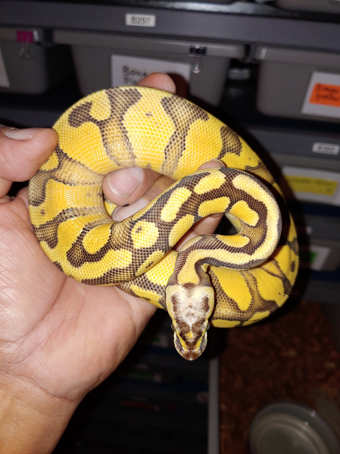 Firefly Enchi Ball Python by Jrgreptiles - MorphMarket
