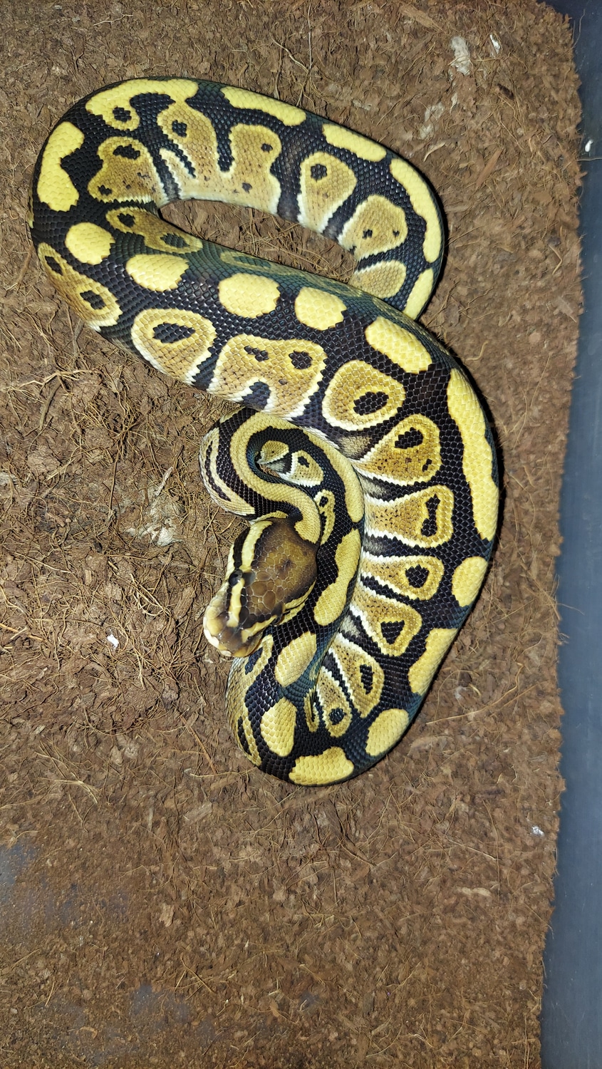 Special Het Clown Ball Python by Jrgreptiles - MorphMarket