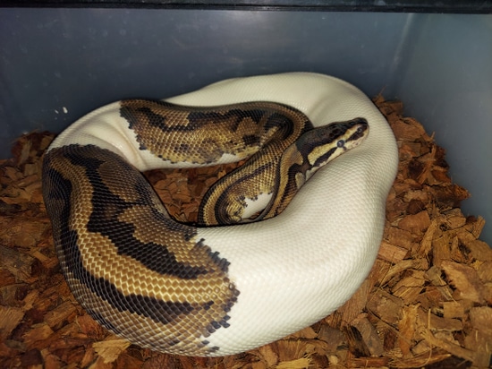 Pied Het Genetic Stripe Ball Python by Jrgreptiles