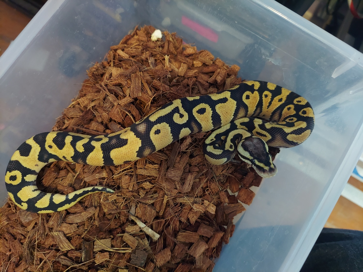 Firefly Yellow Belly Het Clown Ball Python by Jrgreptiles - MorphMarket