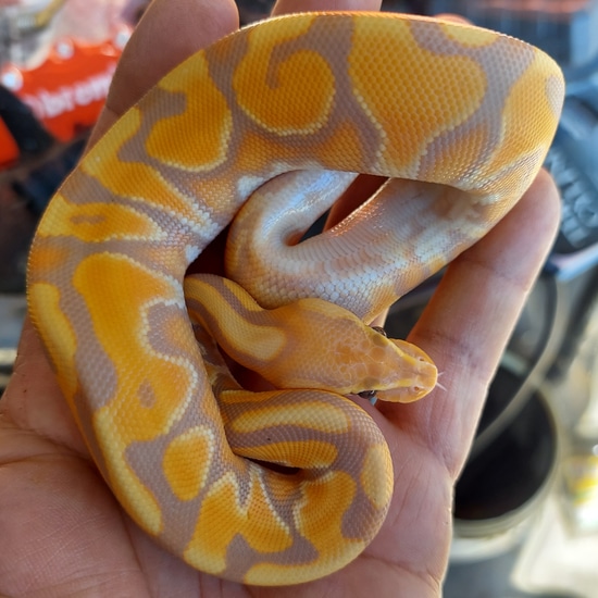 Banana Enchi Cinnamon Ball Python by Jrgreptiles