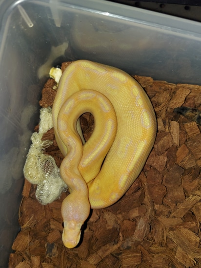 Mimosa Banana Ball Python by Jrgreptiles