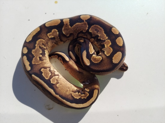 Cinnamon Calico Ball Python by Jrgreptiles