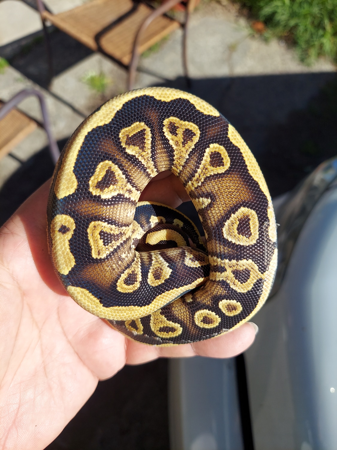 Phantom Yellow Belly - Gravel Ball Python by Jrgreptiles - MorphMarket
