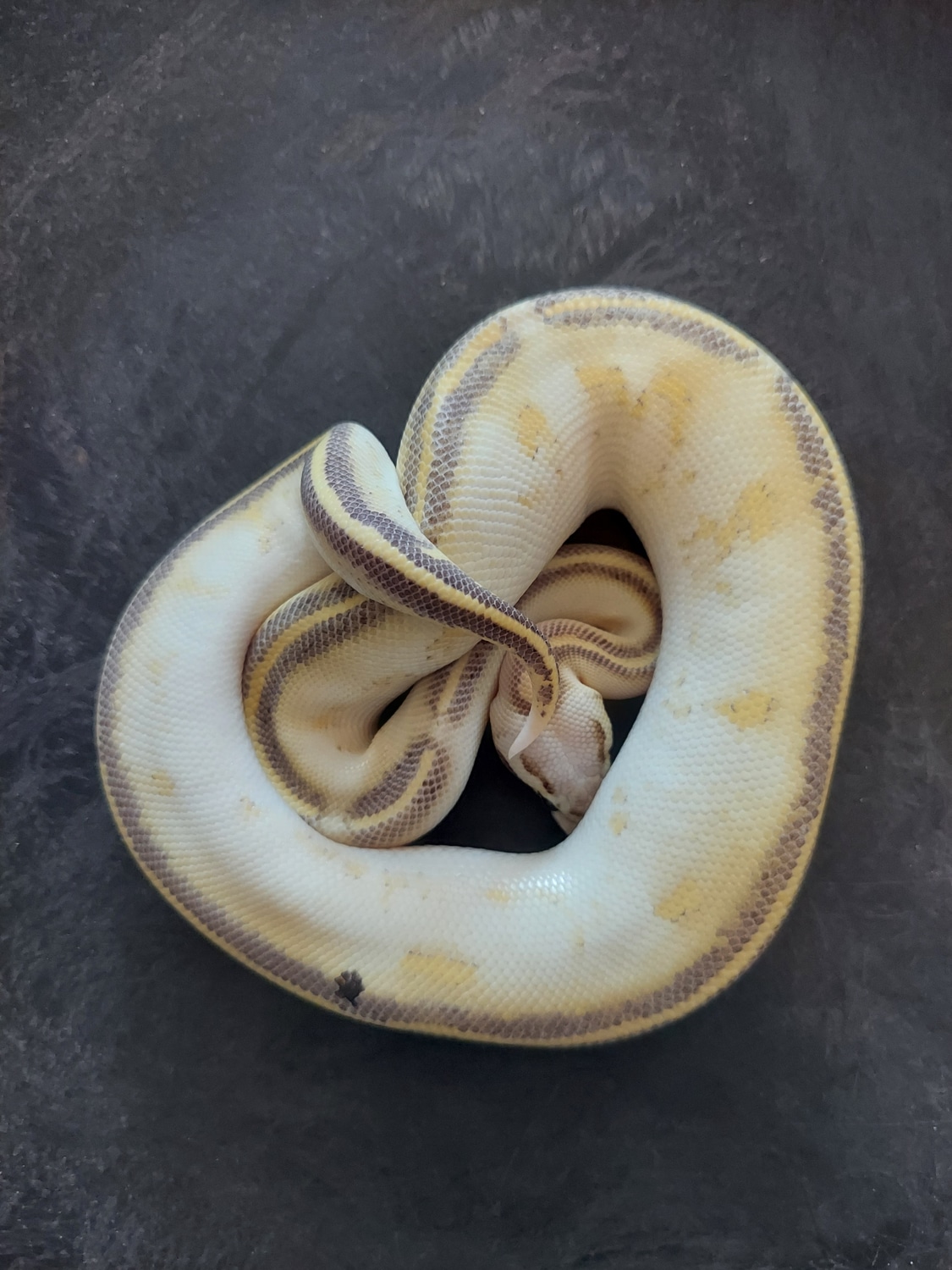 Pastel Highway Ball Python by Jrgreptiles - MorphMarket