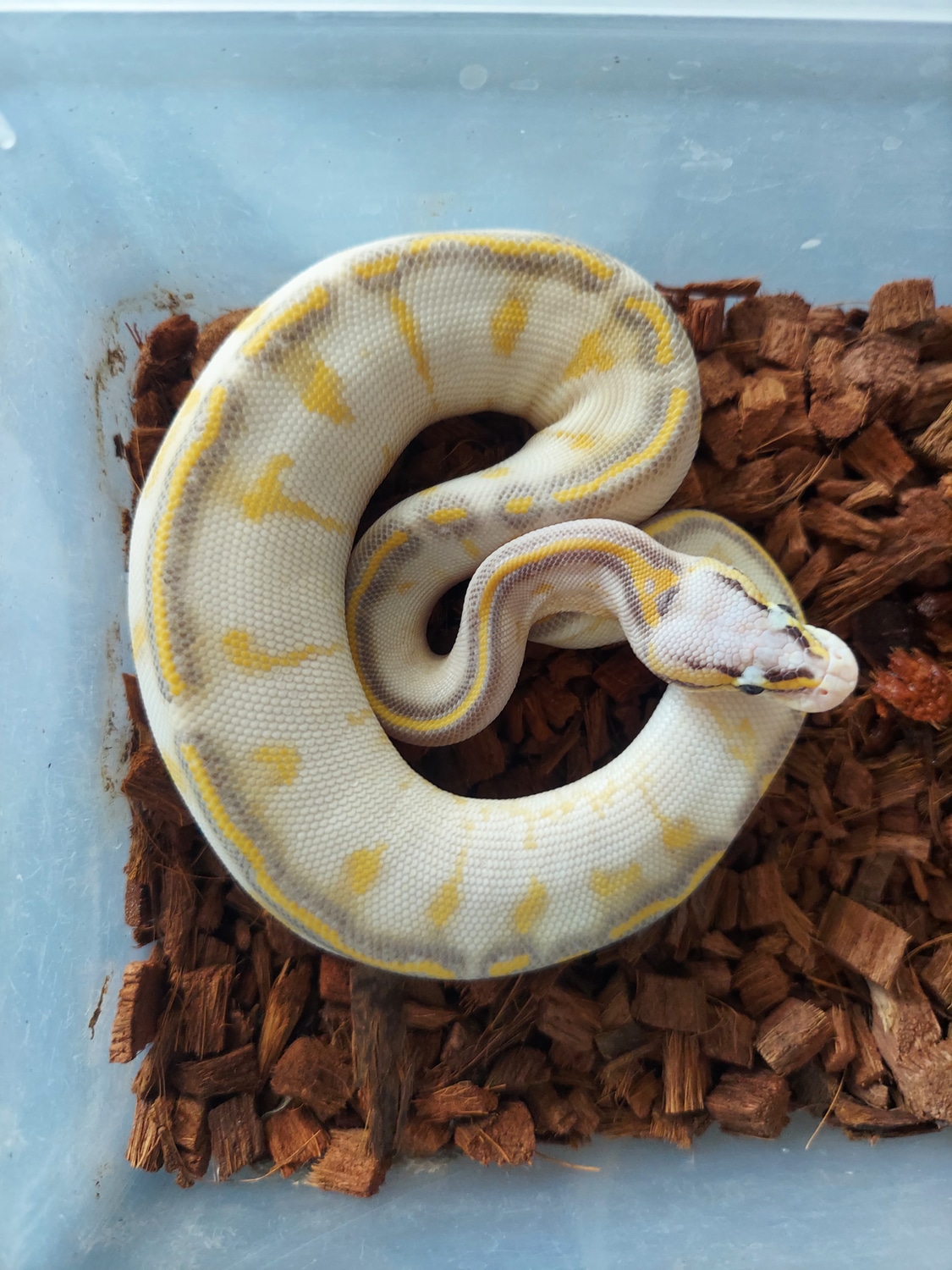 Super Pastel Highway Ball Python by Jrgreptiles - MorphMarket
