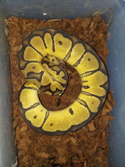 Clown Pastel Red Stripe Ball Python by Jrgreptiles
