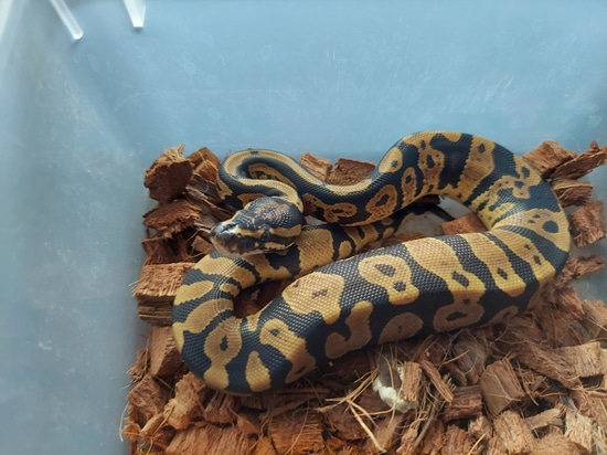 Acid Ball Python by Jrgreptiles