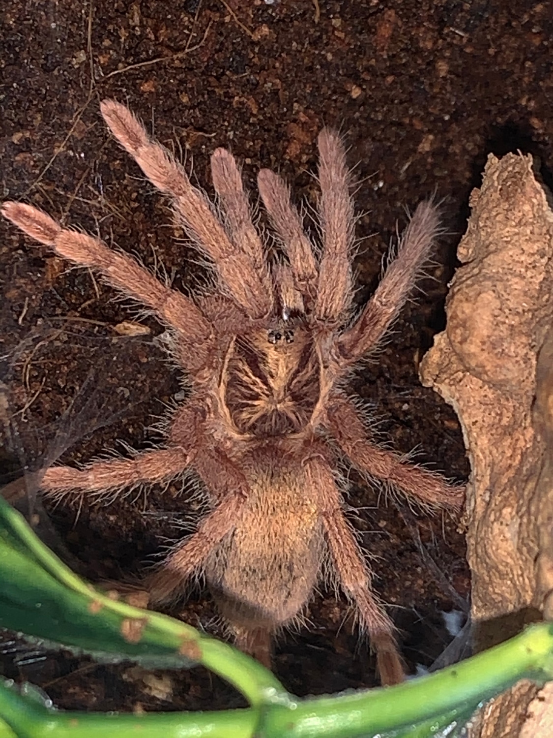 Neoholothele Incei Gold Breedable Size Close To 3 Inches Molt Confirmed ...