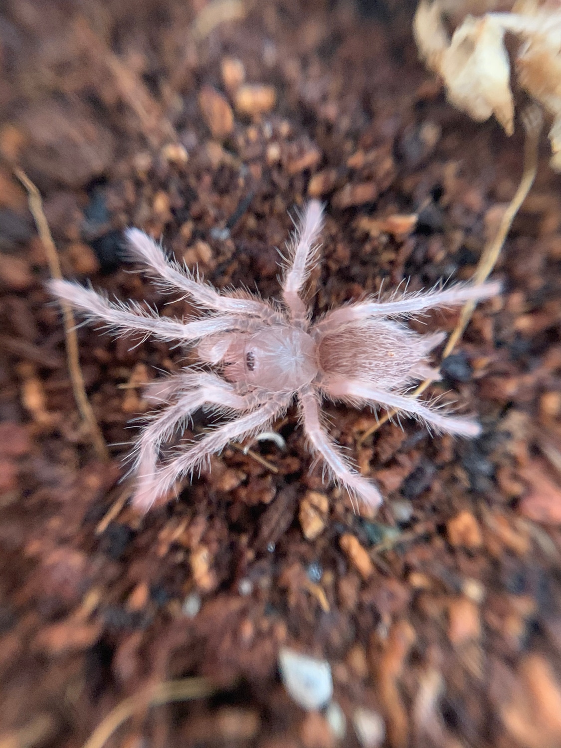 Neoholothele Incei Gold Groups Of 10 Slings Wholesale Tarantula by Jrh3 ...