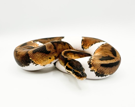 Normal Pied Ball Python by Home Raised Reptiles