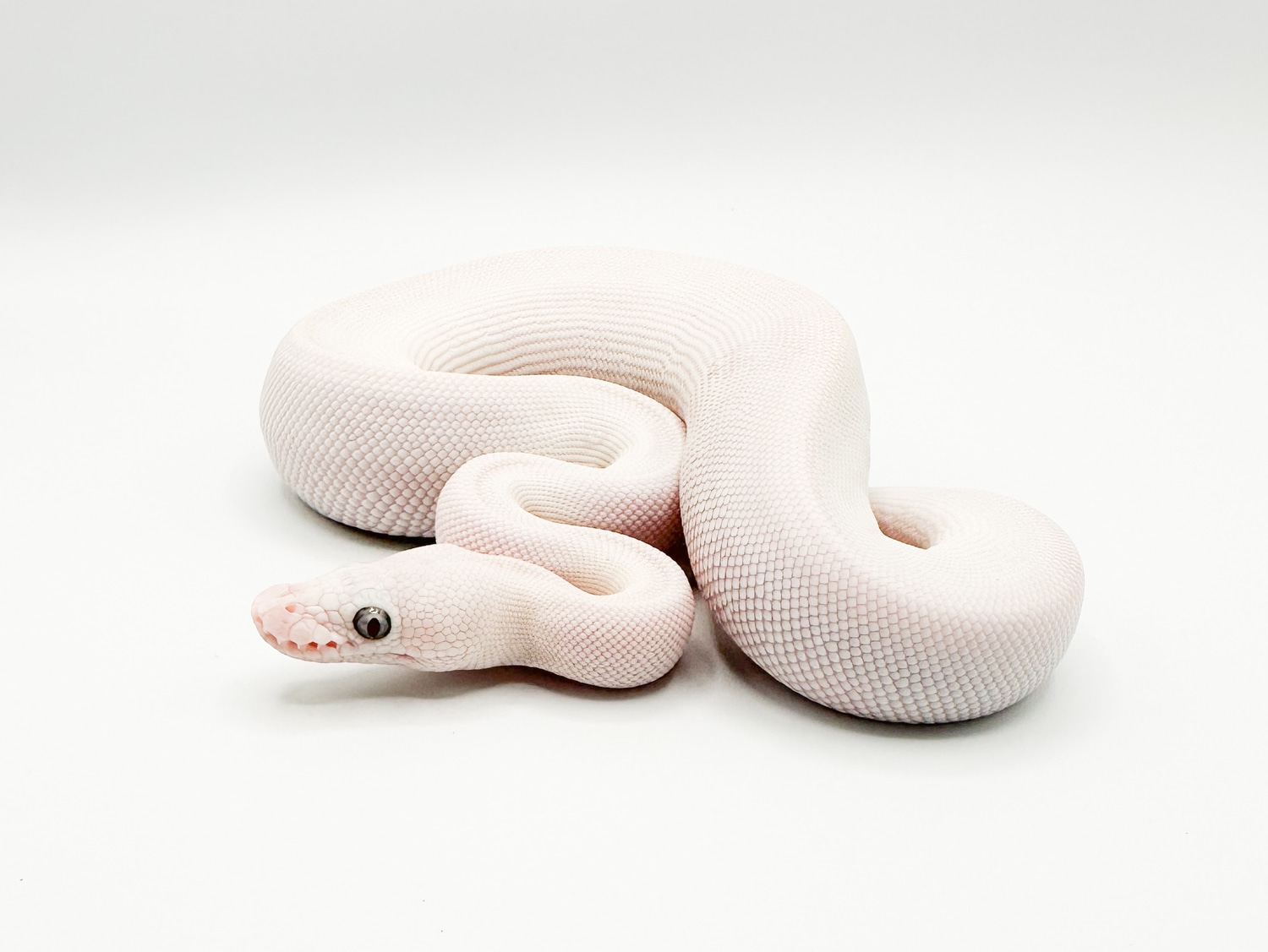 Blue Eyed Lucy Ball Python by Home Raised Reptiles - MorphMarket