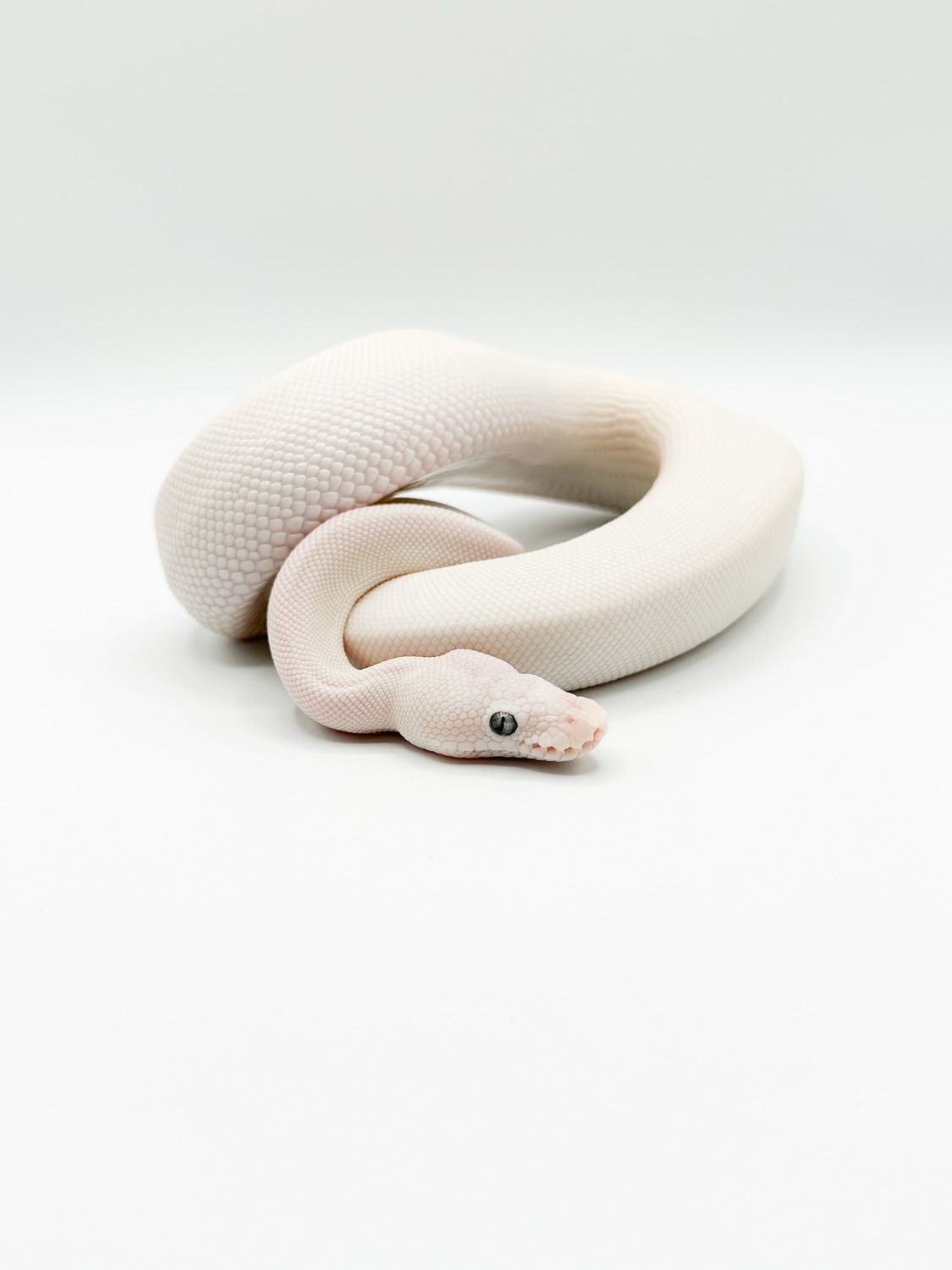 Blue Eyed Lucy Ball Python by Home Raised Reptiles - MorphMarket