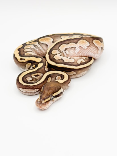 Lesser Ball Python by Home Raised Reptiles