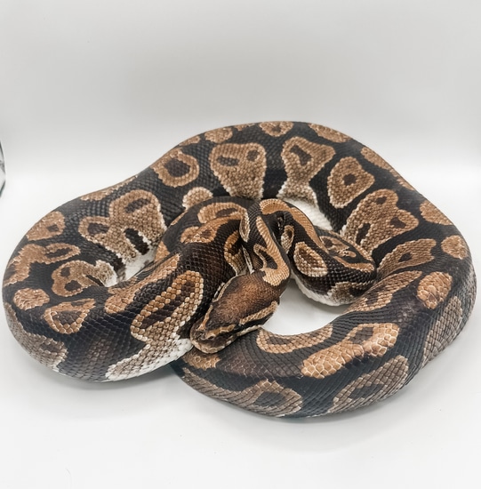 Normal Ball Python by Home Raised Reptiles