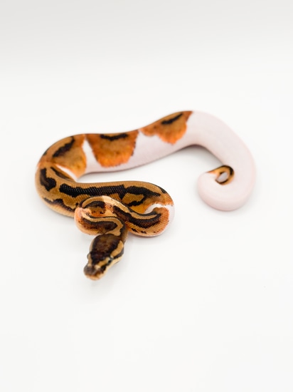 Paradox Pied With Banana Ball Python by Home Raised Reptiles