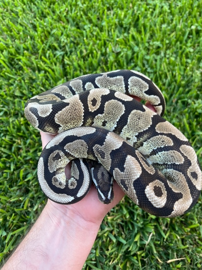 Fire Axanthic TSK Ball Python by Morph Valley Reptiles