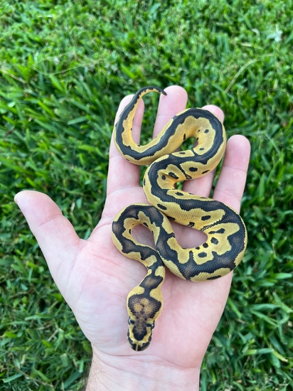 Blade Clown 100% Het Axanthic VPI Ball Python by Morph Valley Reptiles