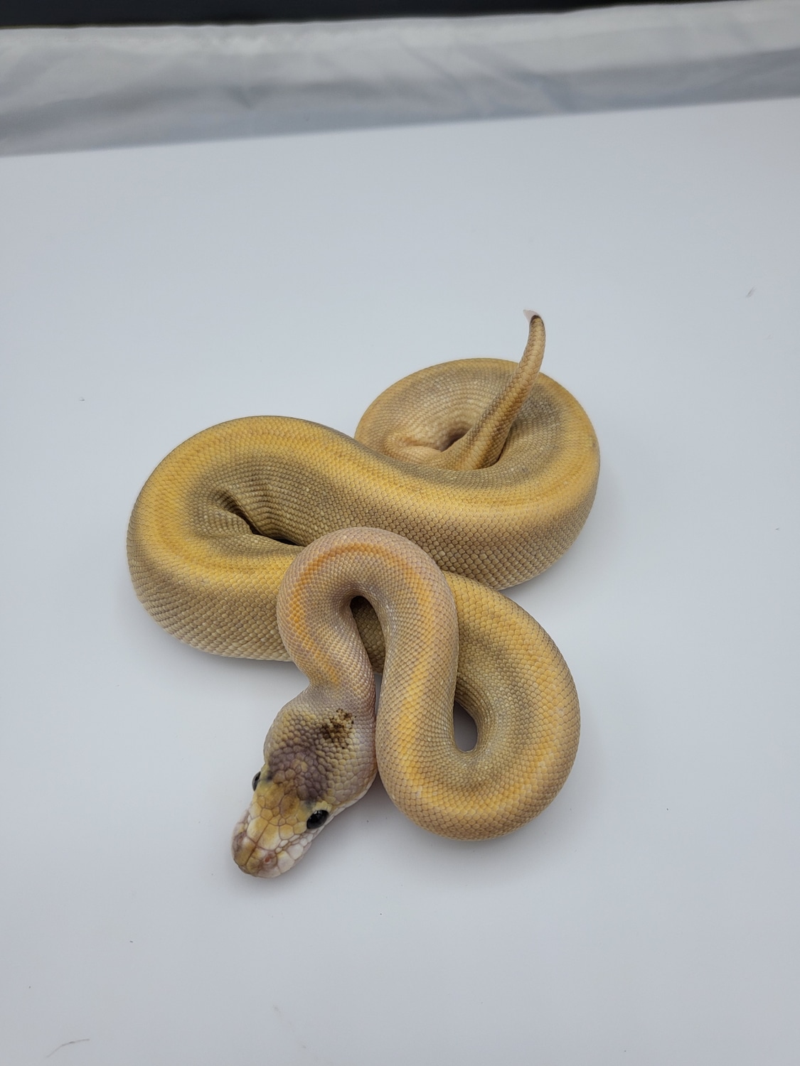 Black Pastel Champagne Ball Python by Off The Wall Balls - MorphMarket