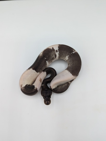 FREE SHIPPING!! Grey Matter Ball Python by Off The Wall Balls