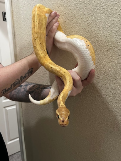 NO RESERVE!!! RTB Banana Pied Ball Python by JJ’s Geckos