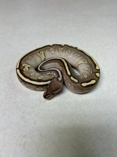 Stranger Lesser Pastel 100% Het Clown Ball Python by Saved By Grace Morphs
