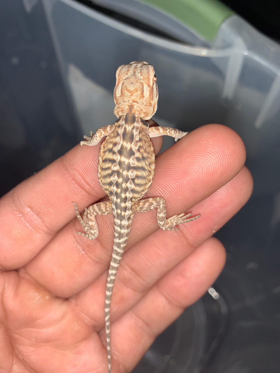 Hypo Translucent Leatherback Eastern Bearded Dragon by Jroddragons ...