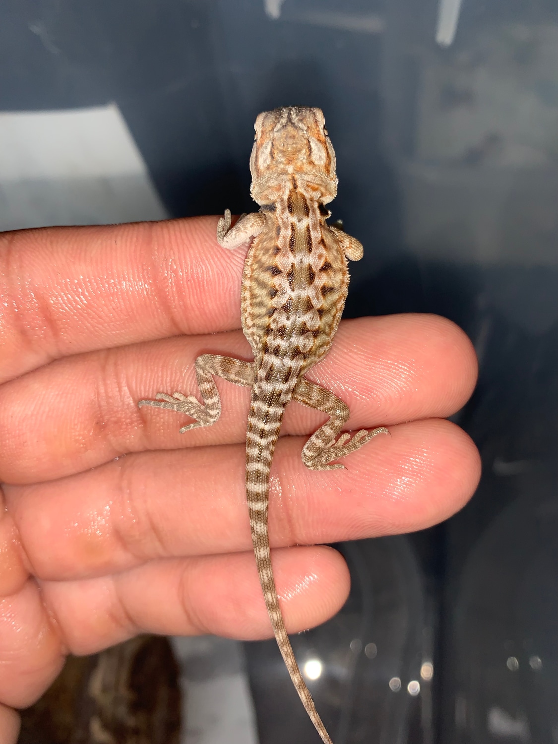 Translucent Leatherback Eastern Bearded Dragon by Jroddragons - MorphMarket