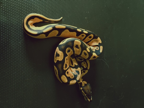 OD Pos Super OD Enchi Leapard 66% Het Pied Poss Fire Ball Python by ...