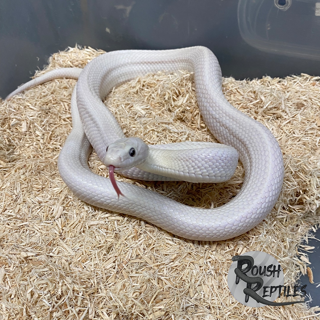 B-Grade Leucistic TX Rat Western Rat Snake by Roush Reptiles - MorphMarket