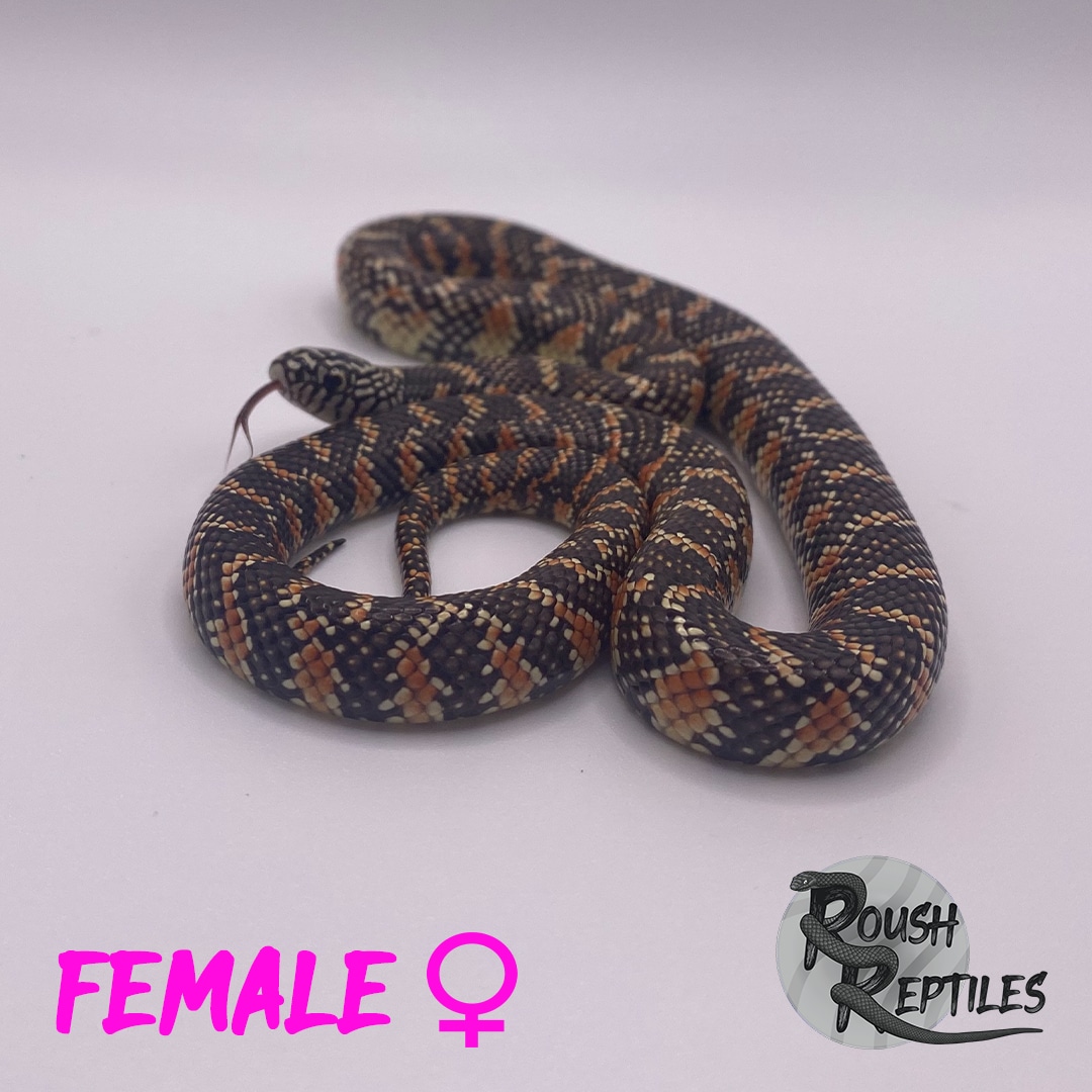 Fengya Flame FL Kingsnake Florida Kingsnake by Roush Reptiles - MorphMarket