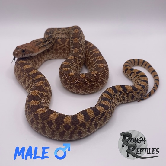 Kingsville Red Bull Snake Bullsnake by Roush Reptiles