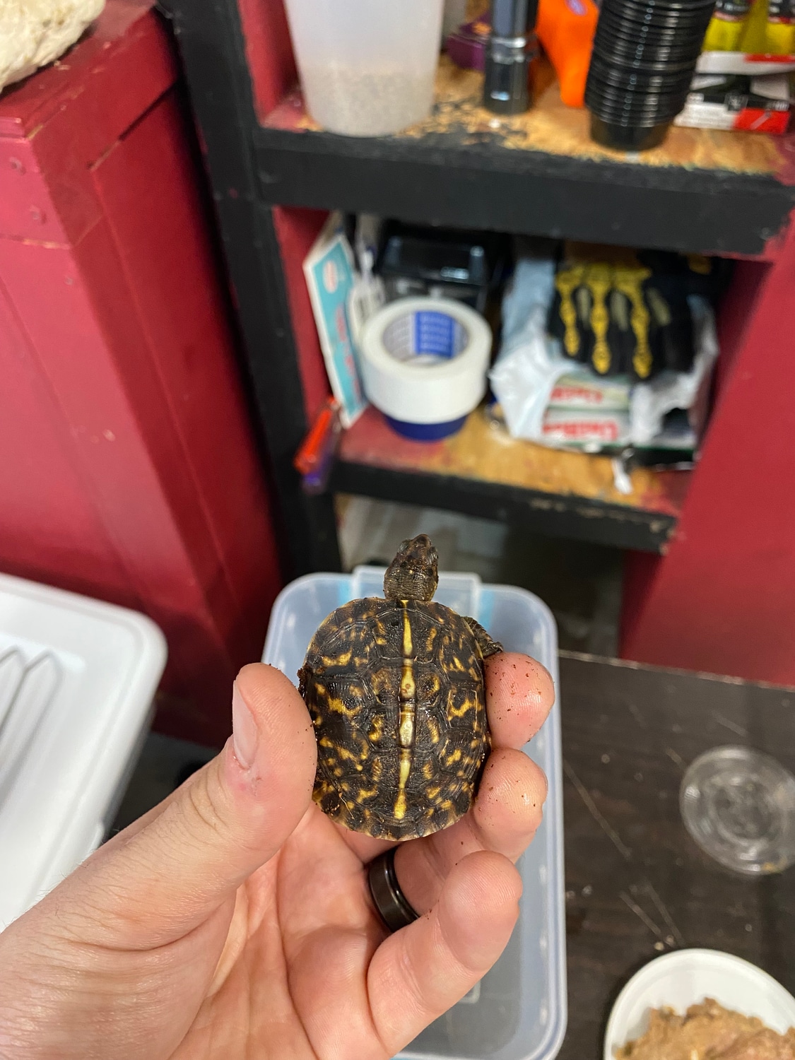 2022 (2) Florida Box Turtle by Roush Reptiles - MorphMarket