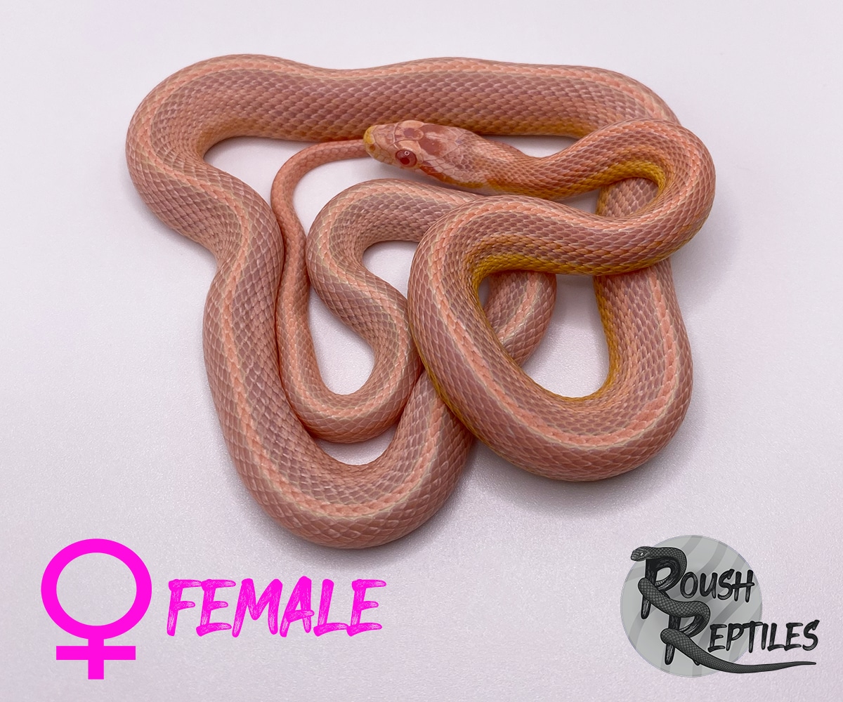 Coral Snow Tessera Corn Snake by Roush Reptiles - MorphMarket