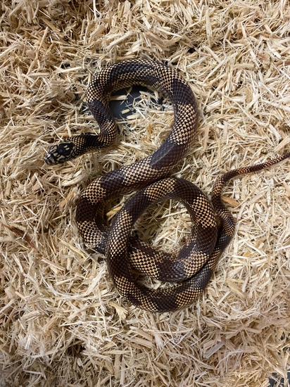 Liberty Co "goini Apalachicola Kingsnake by Roush Reptiles