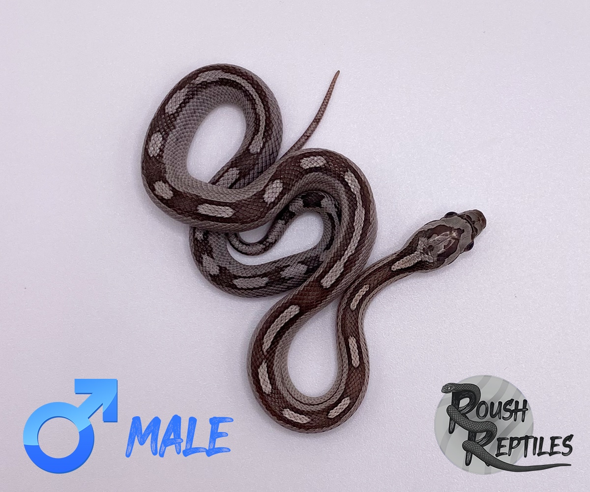 2023 Anery Motley Corn Snake by Roush Reptiles - MorphMarket