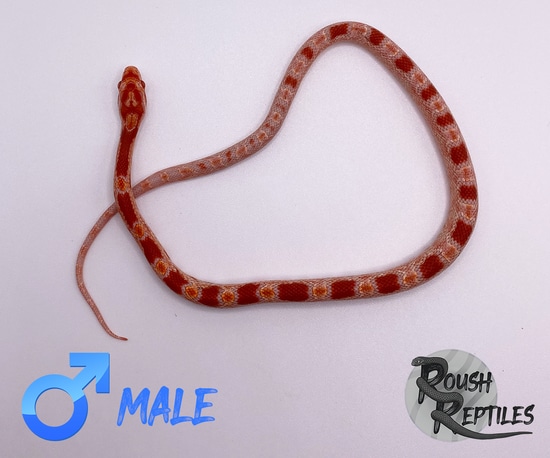 2023 Red Zep Corn Corn Snake by Roush Reptiles