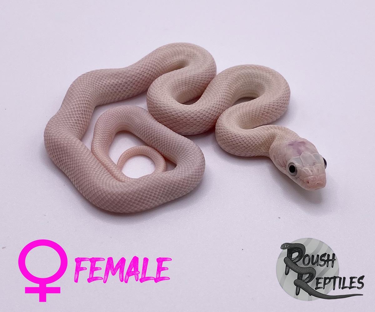 Leucistic Texas Rat Western Rat Snake by Roush Reptiles - MorphMarket
