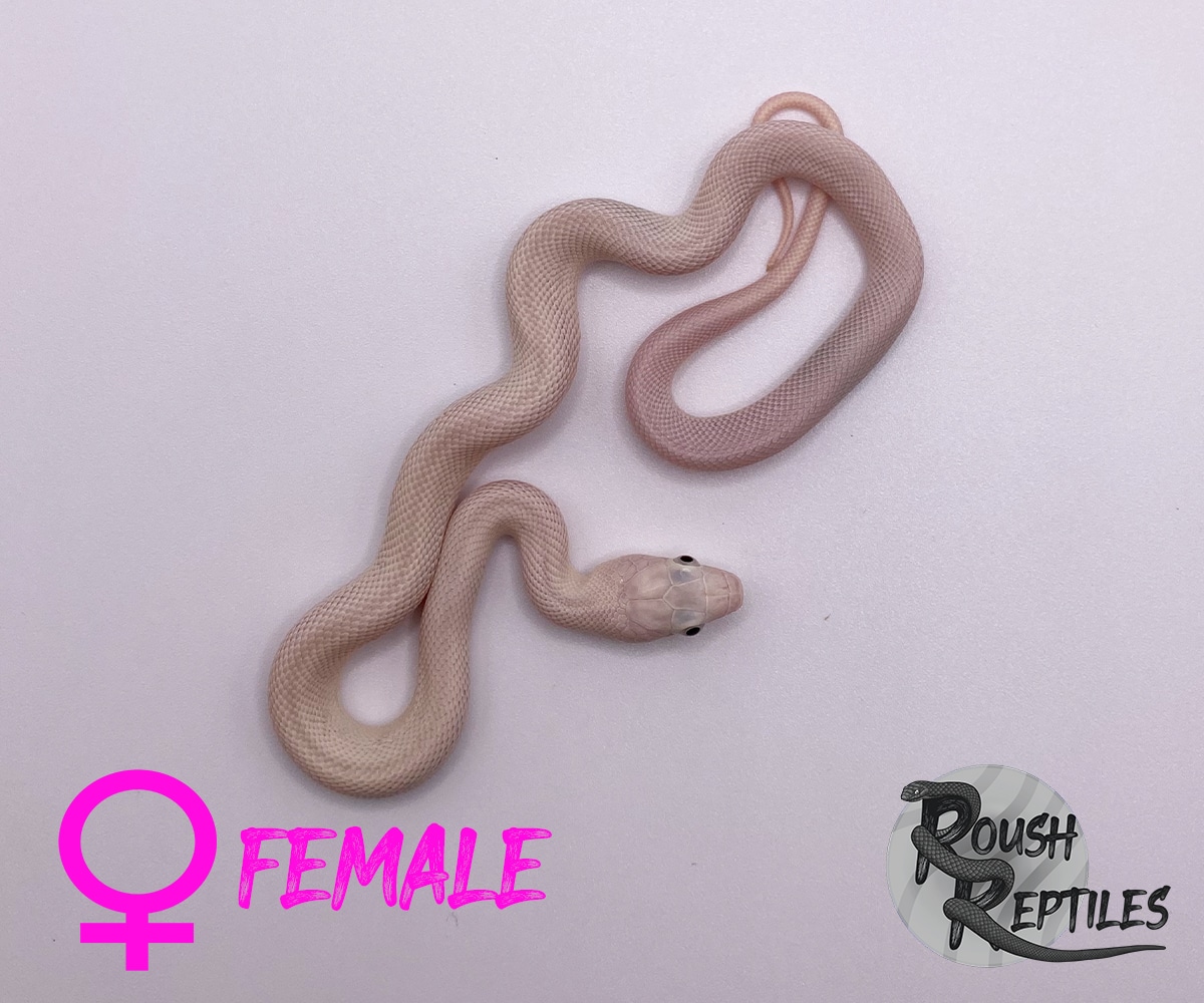 Leucistic Texas Rat Western Rat Snake by Roush Reptiles - MorphMarket