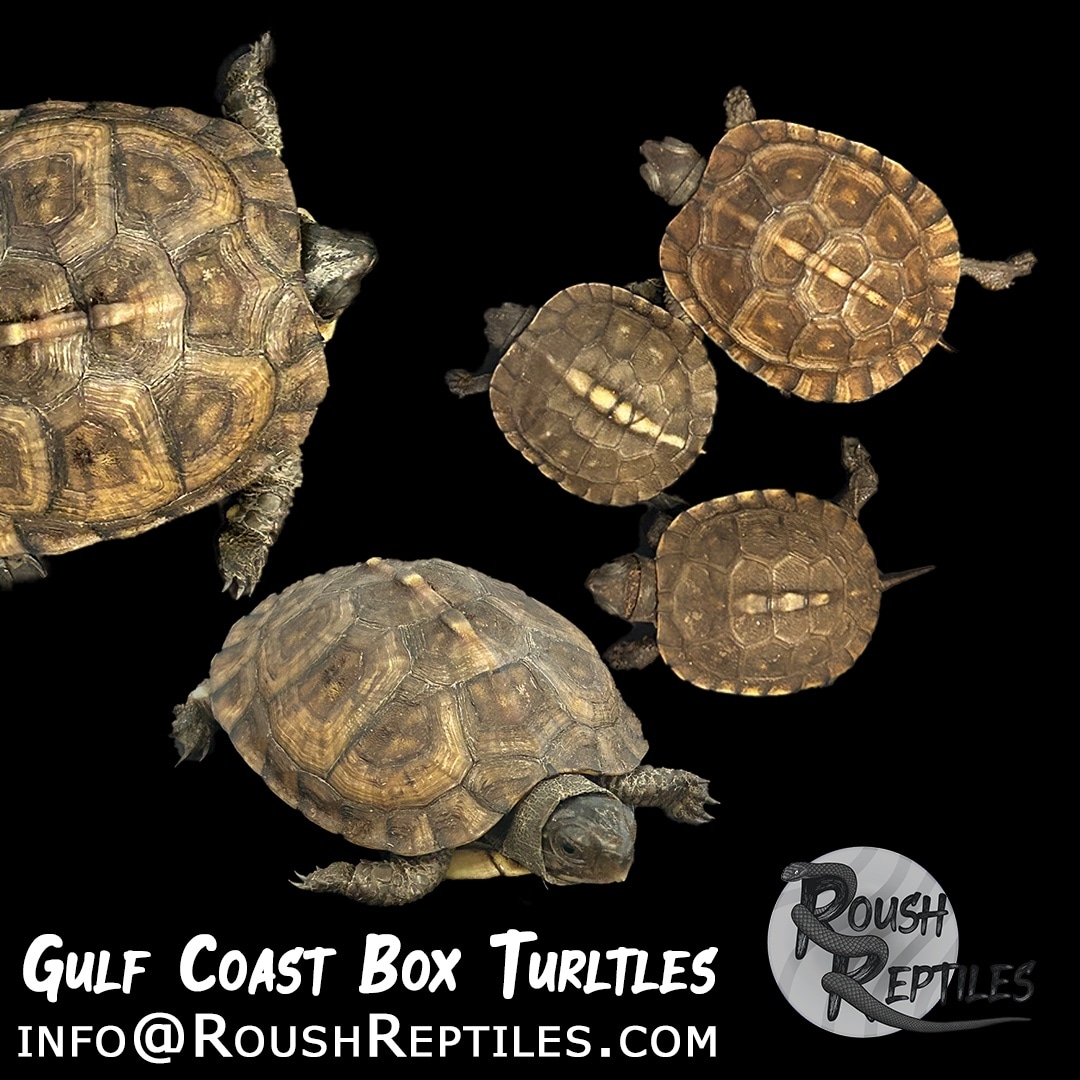 '23 Gulf Coast Box Turtles Box Turtles & Terrapin by Roush Reptiles ...